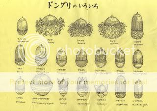 Acorn And Nut Guide Photo by askkawagoe | Photobucket